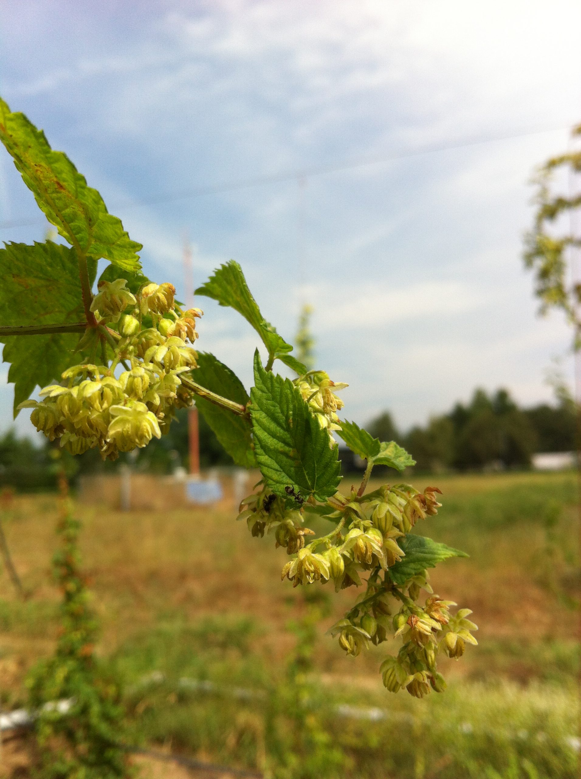Brewers need to know the origin of hops – Beer Learning